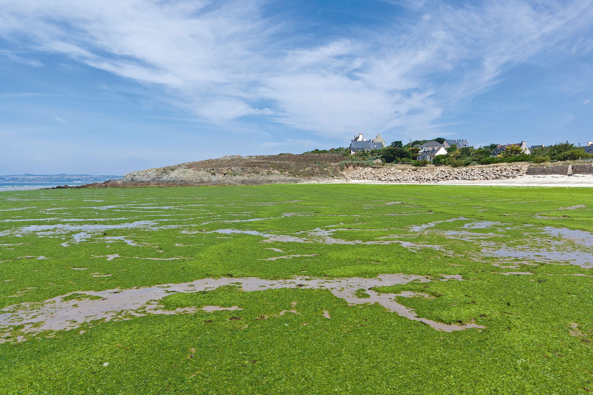 Nouvelles utilisations découvertes pour l’algue verte - Innovation24.news