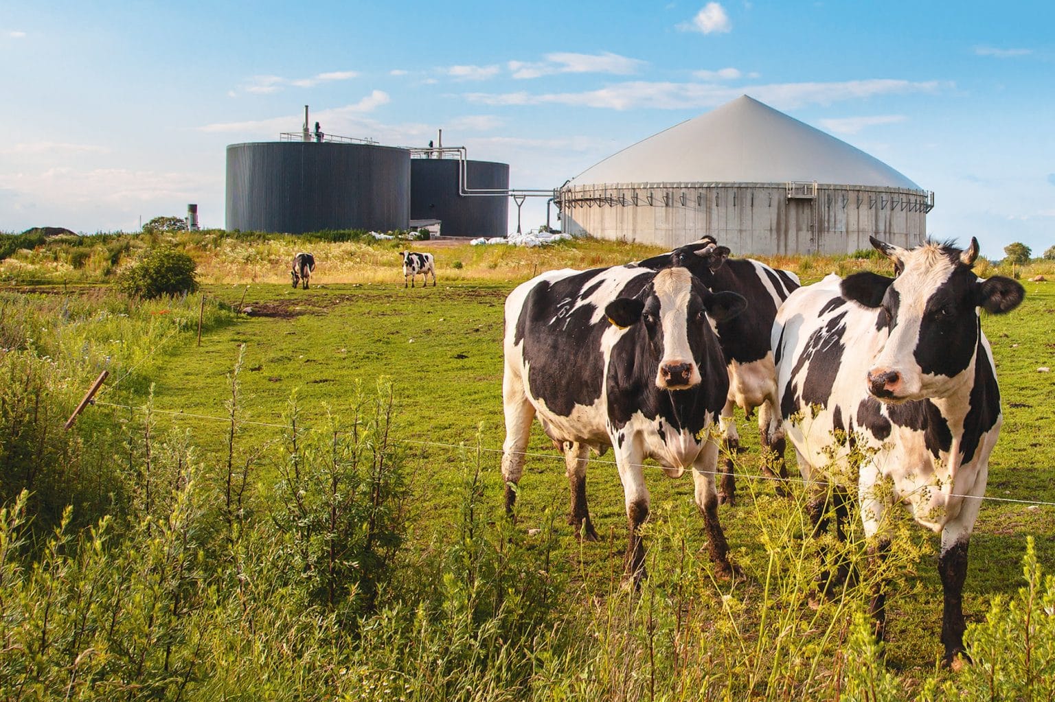 En Ille-et-Vilaine un élevage de vaches chauffe 700 maisons ...