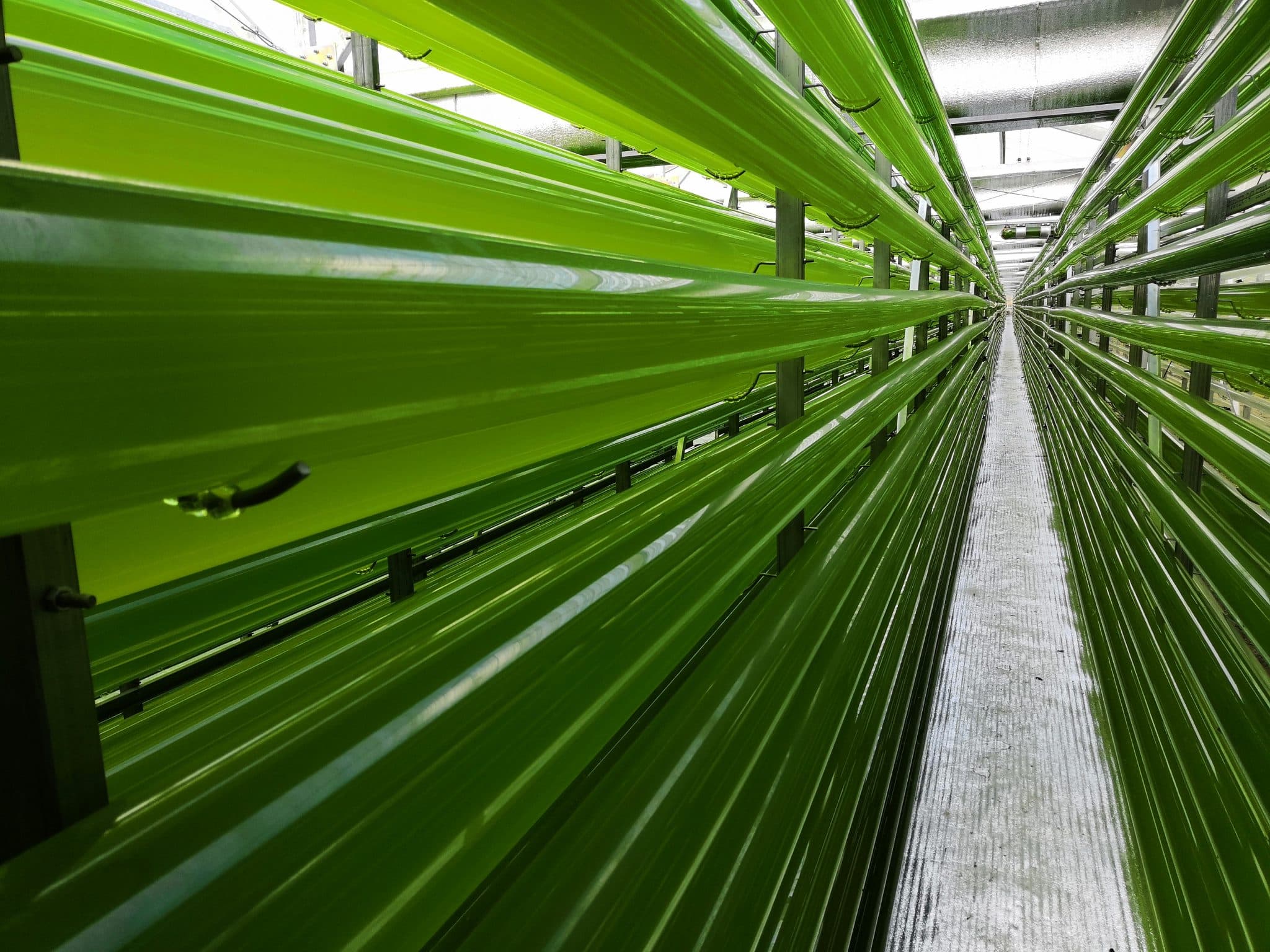 Des microalgues au cœur de la méthanisation ! - Innovation24.news